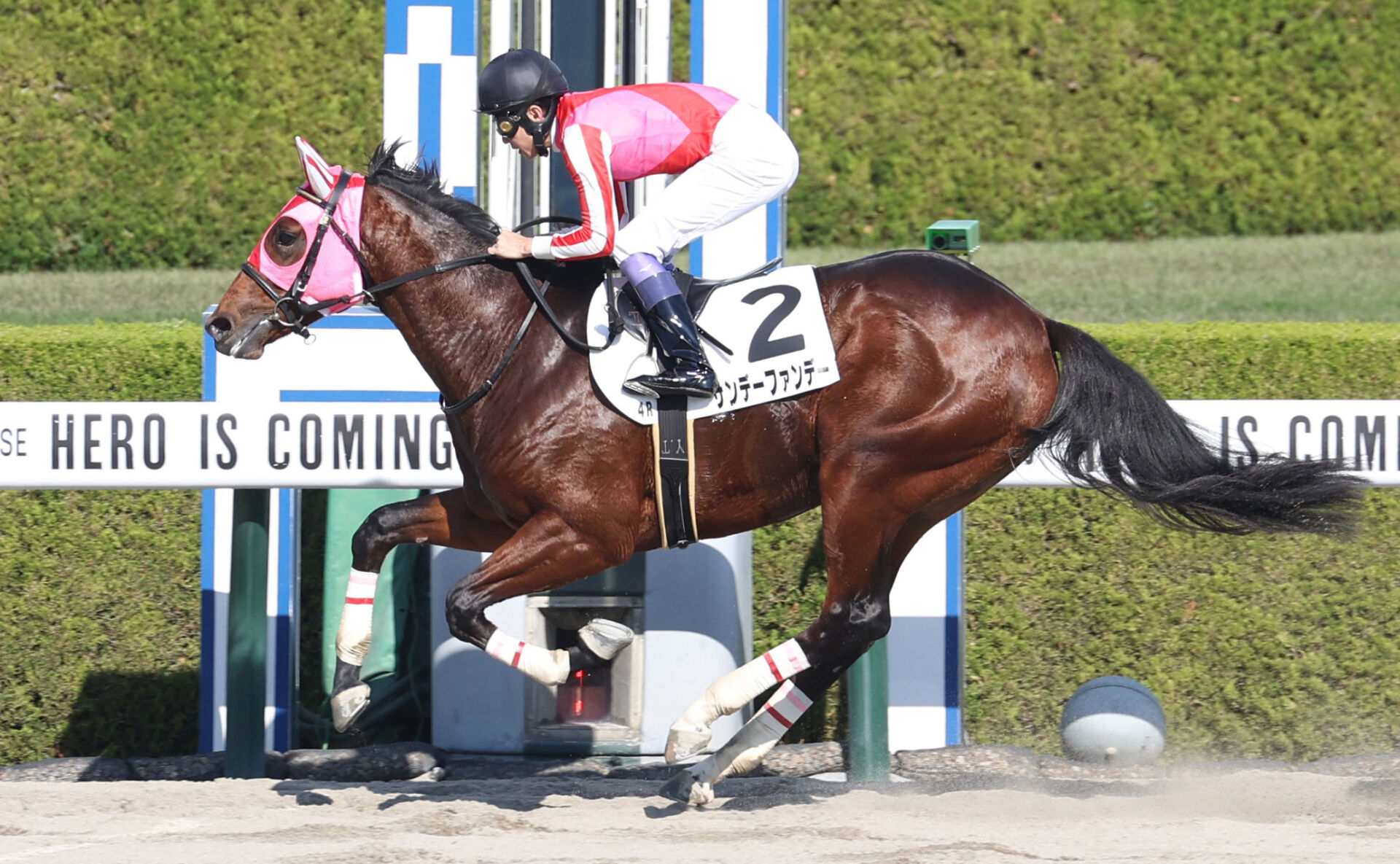 【新馬/阪神4R】武豊 サンデーファンデーがデビューV | 競馬ニュースなら競馬のおはなし