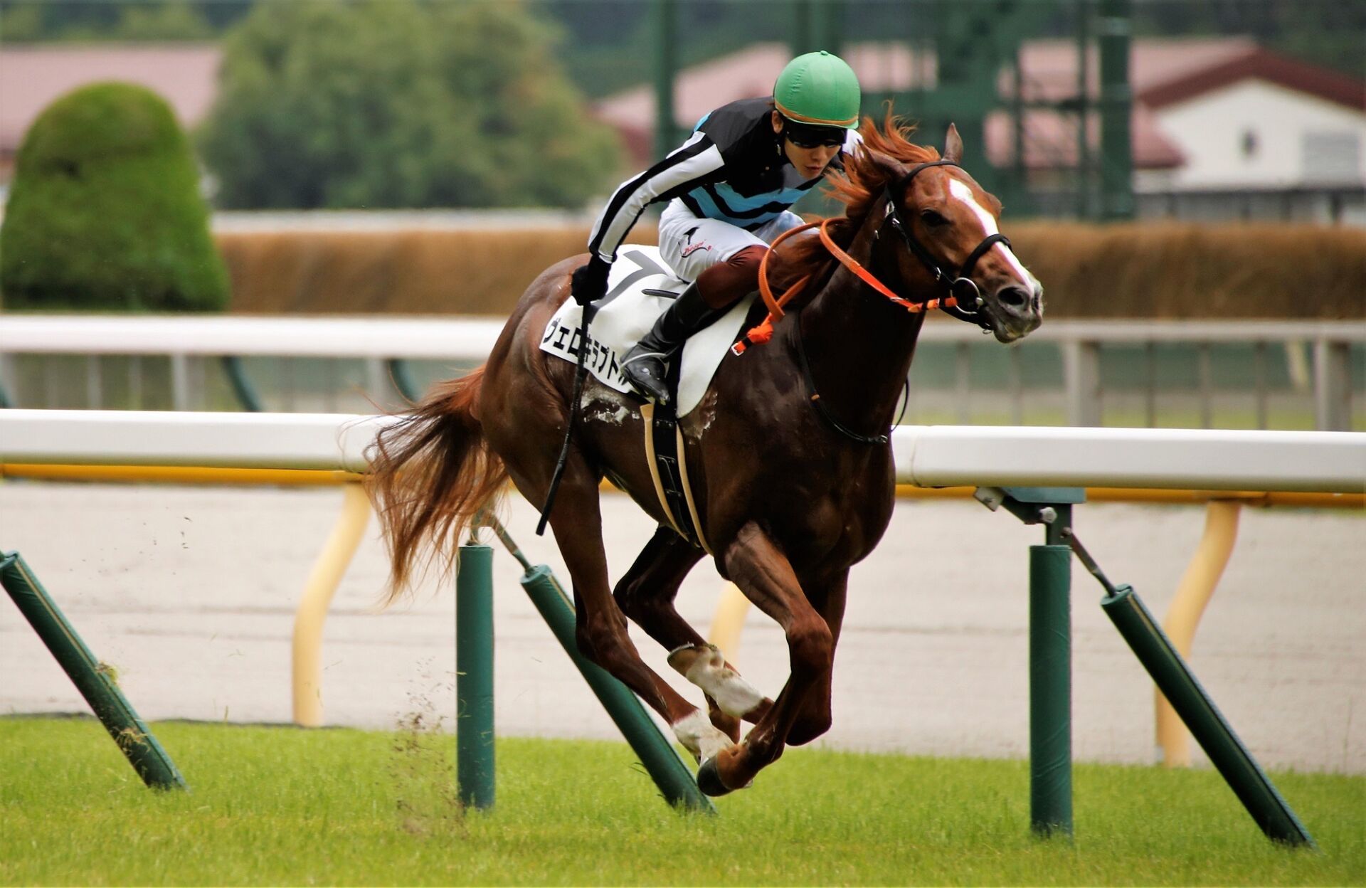 【新馬/東京5R】ヴェロキラプトルがデビューV…三浦皇成騎手はJRA通算1000勝達成 | 競馬ニュースなら競馬のおはなし