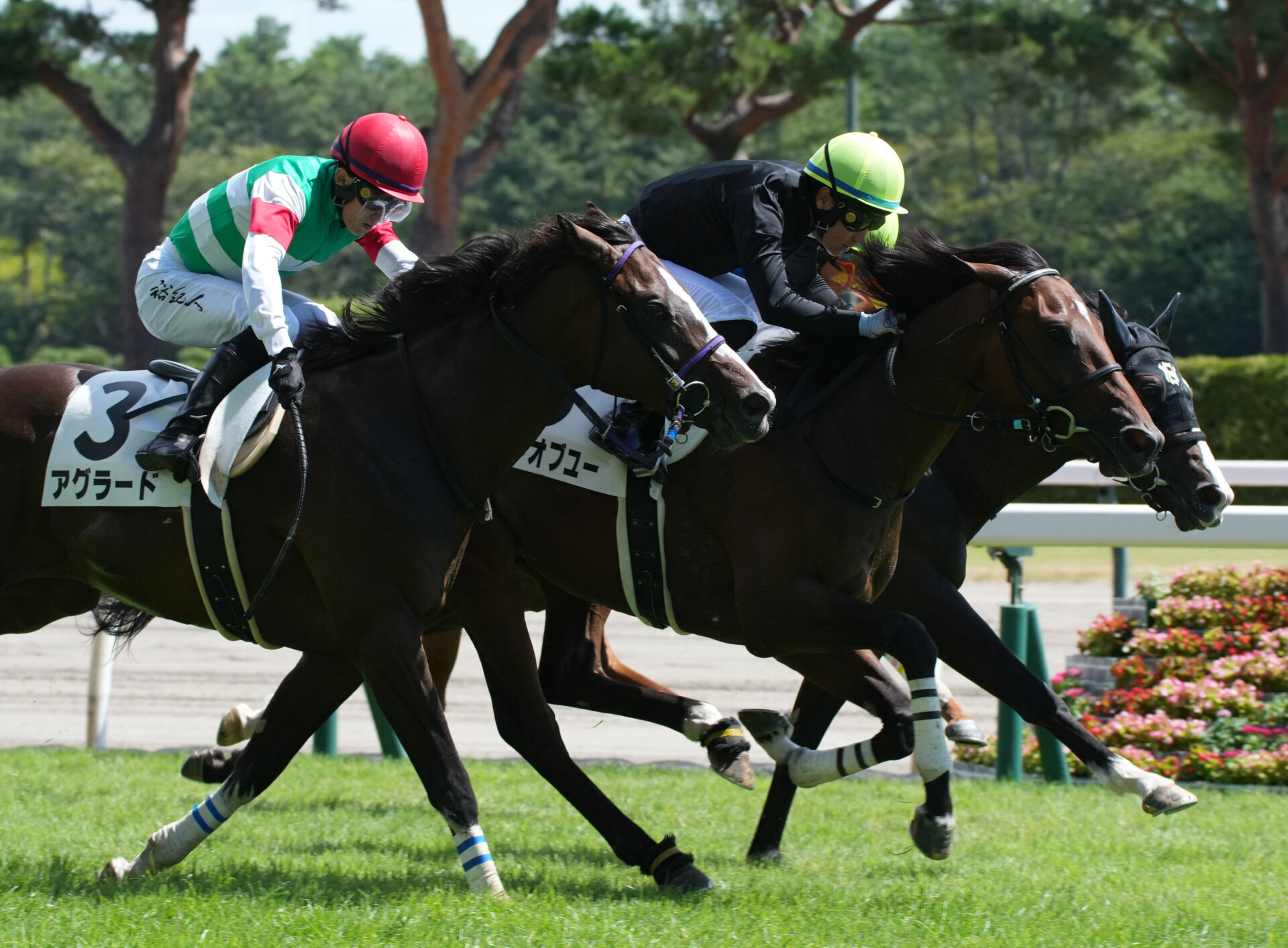 【新馬/新潟5R】ニューイヤーズデイ産駒 ベストオブユーがデビューV…JRA初勝利 | 競馬ニュースなら競馬のおはなし