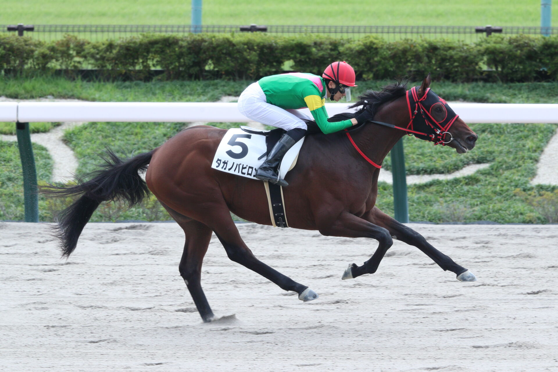 【新馬/東京4R】タガノバビロンがデビューV…坂井瑠はJRA通算500勝達成 | 競馬ニュースなら競馬のおはなし