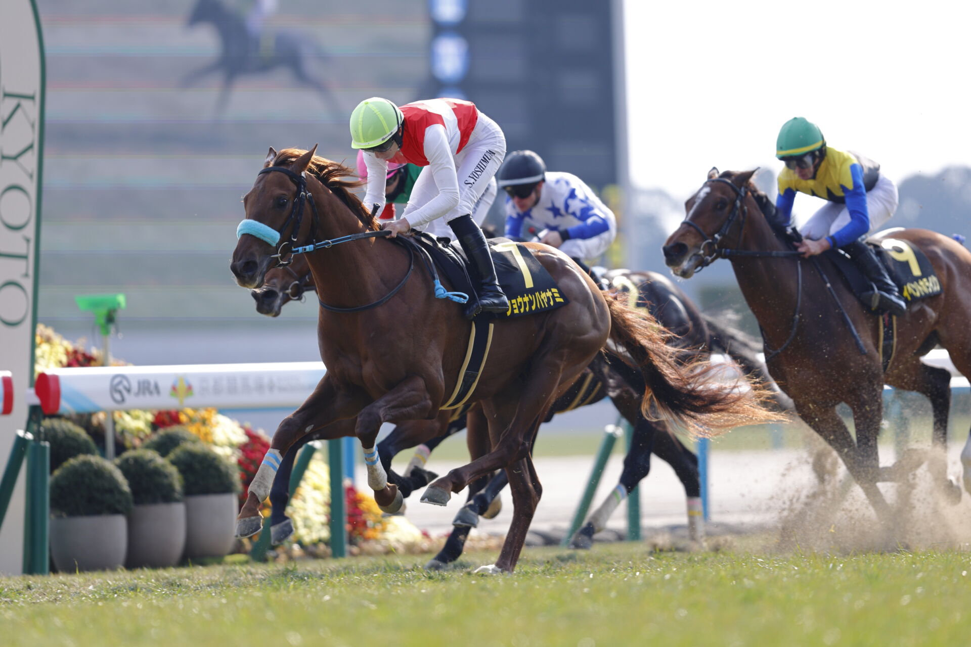 【若駒S】ショウナンハヤナミがデビュー2連勝…大外一気の差し切りV | 競馬ニュースなら競馬のおはなし